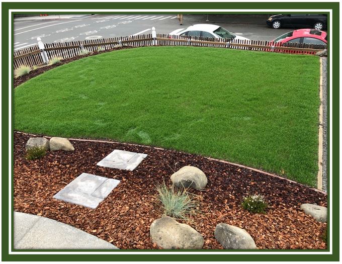 Hydroseed/Sod